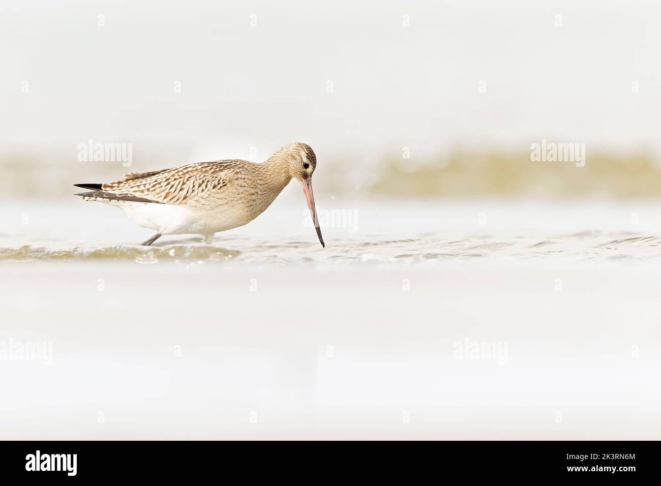 A bar-tailed godwit (Limosa lapponica) foraging during fall migration ...