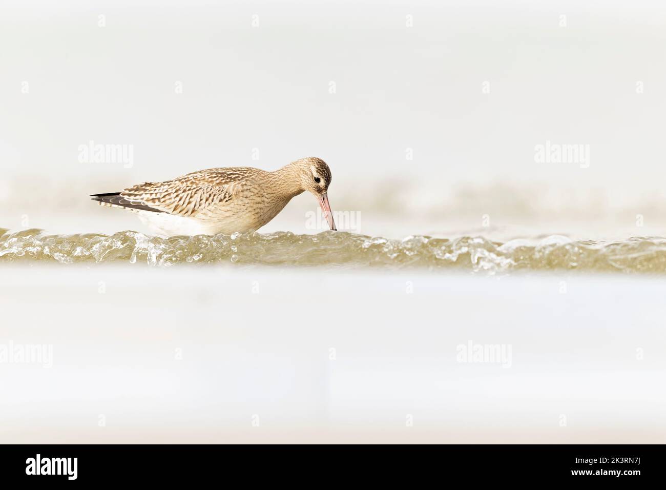 A bar-tailed godwit (Limosa lapponica) foraging during fall migration ...