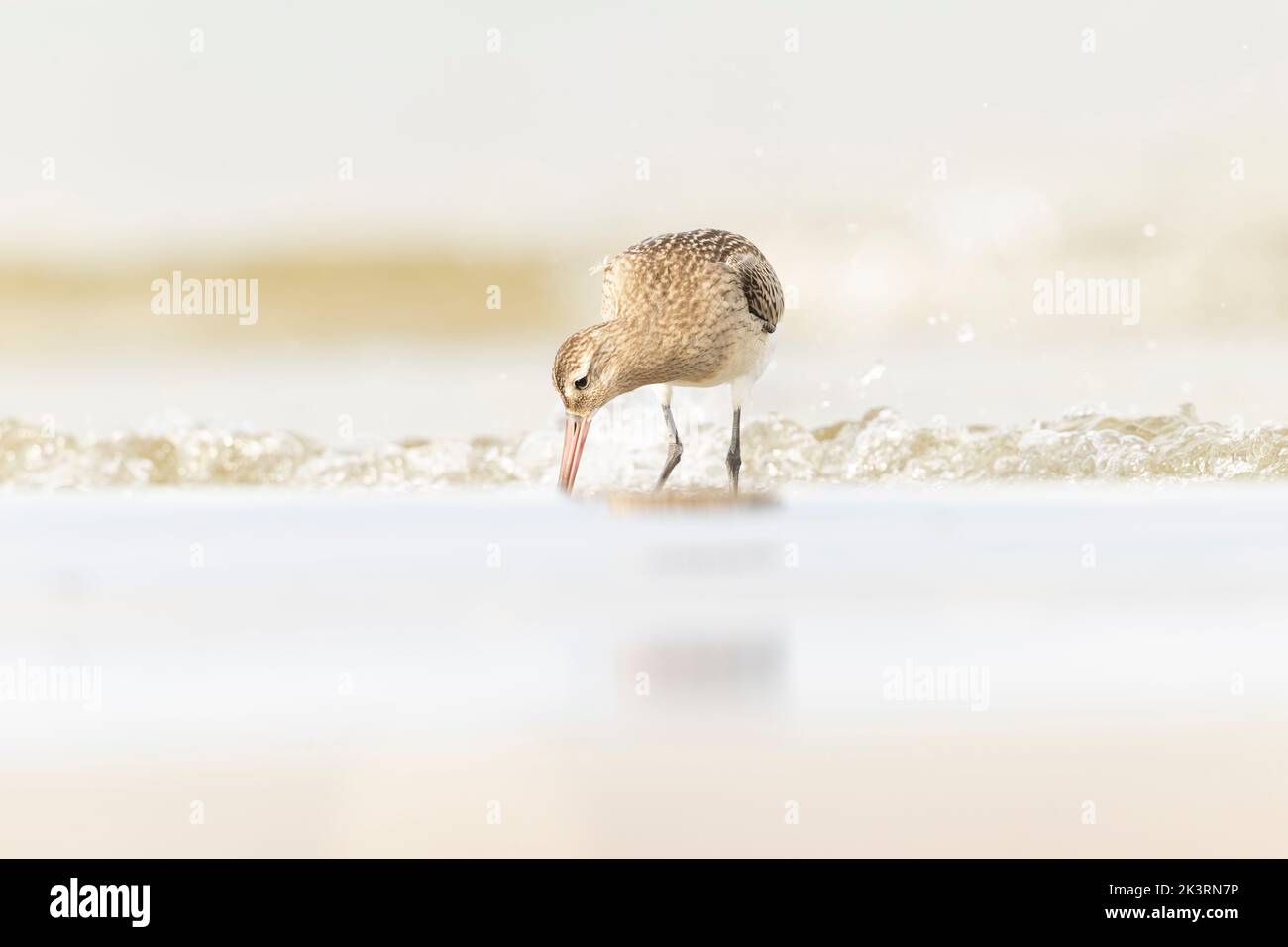 A bar-tailed godwit (Limosa lapponica) foraging during fall migration ...