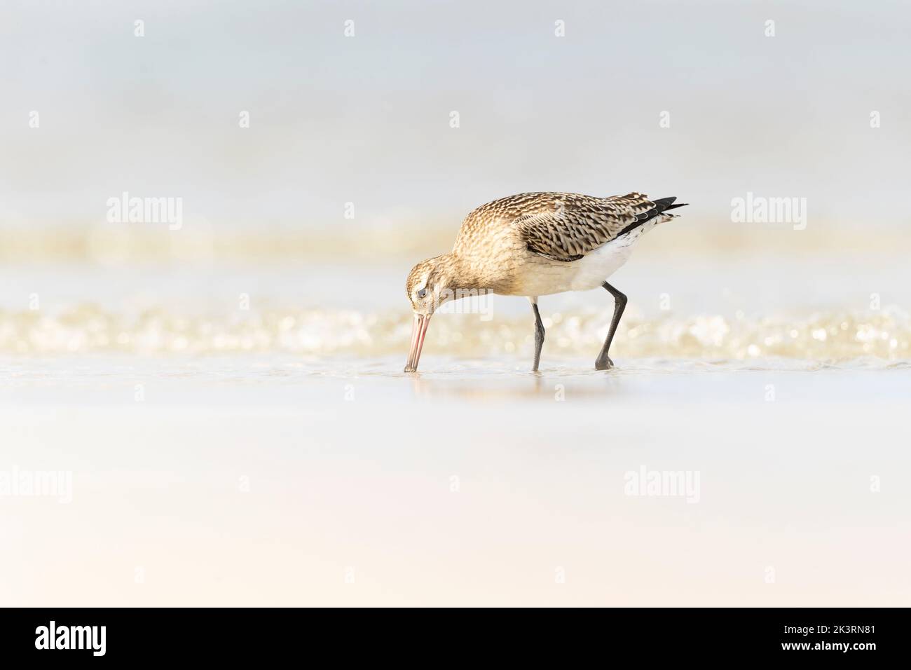 A bar-tailed godwit (Limosa lapponica) foraging during fall migration ...