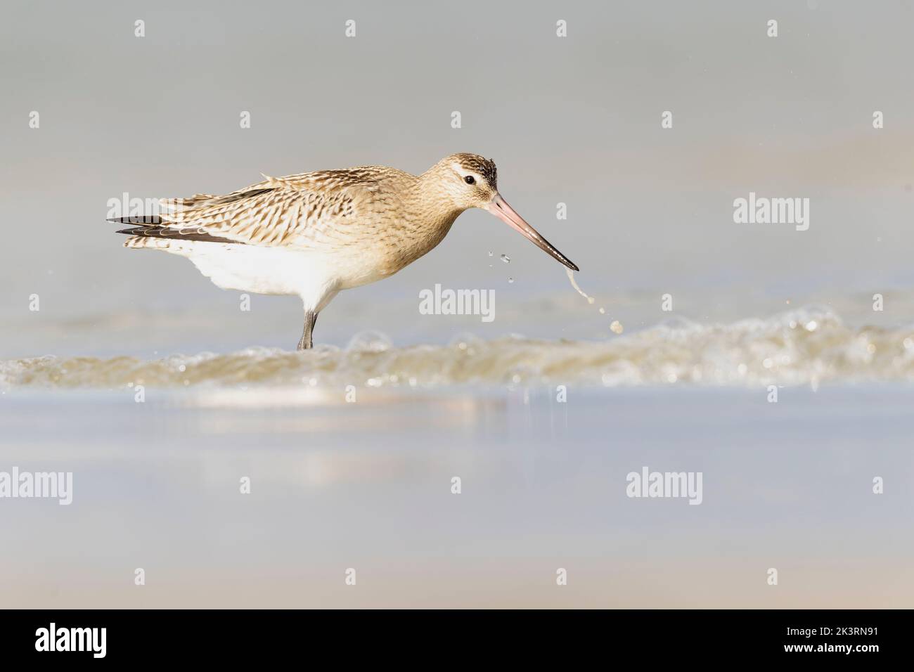 A bar-tailed godwit (Limosa lapponica) foraging during fall migration ...