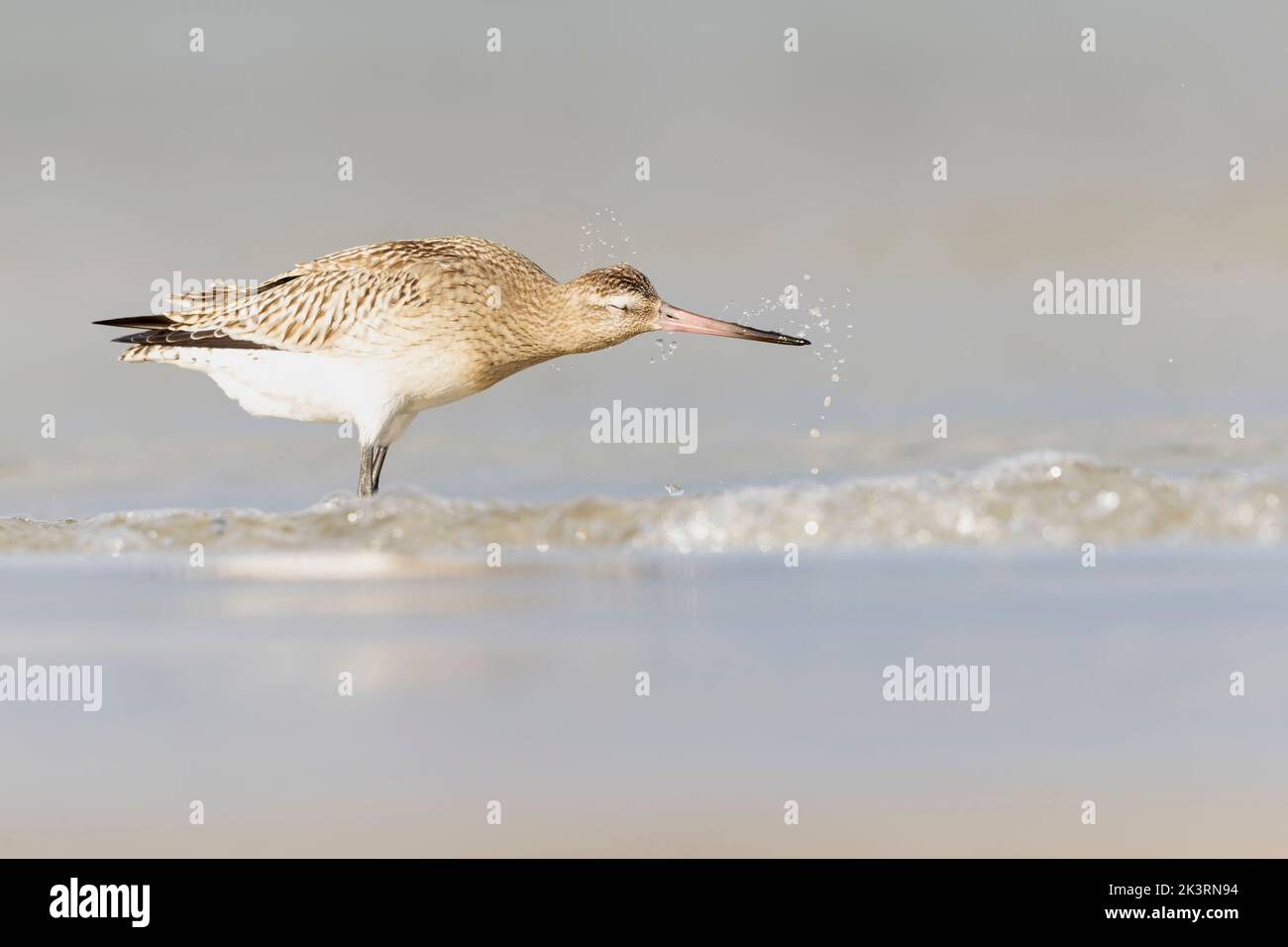 A bar-tailed godwit (Limosa lapponica) foraging during fall migration ...