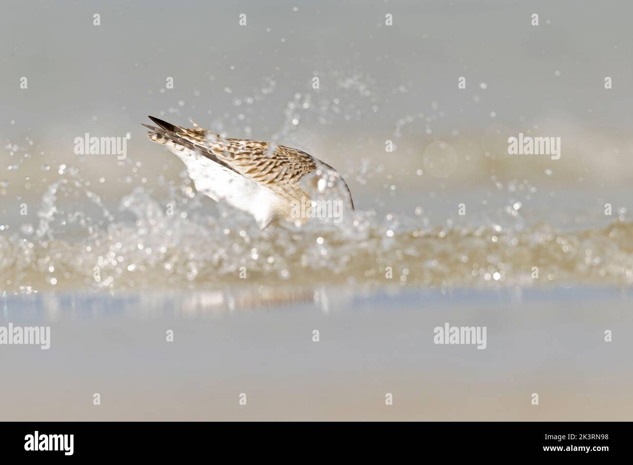 A bar-tailed godwit (Limosa lapponica) foraging during fall migration ...