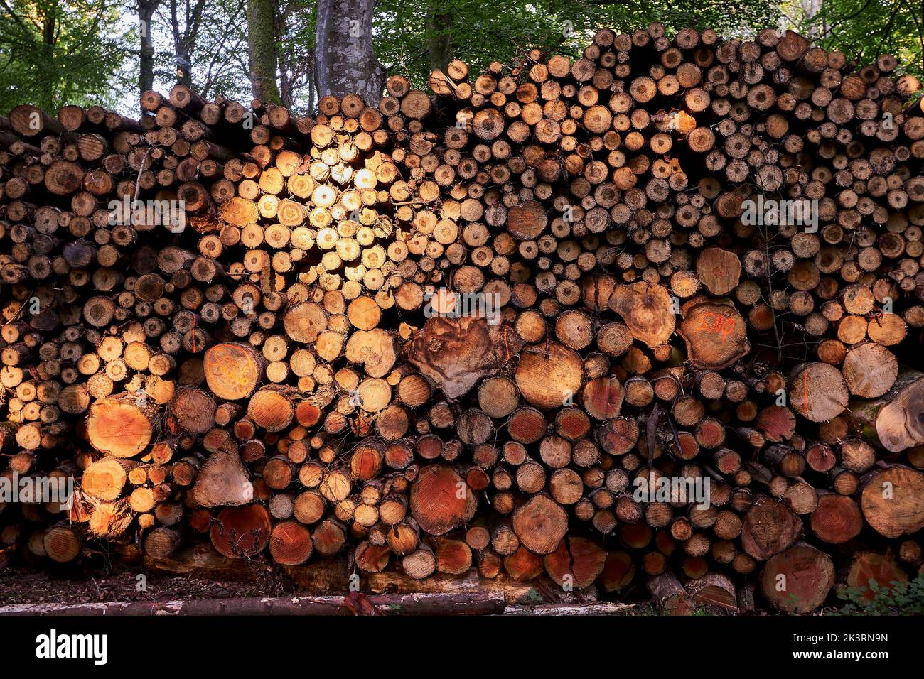 large brown tree logs in a forest Stock Photo - Alamy