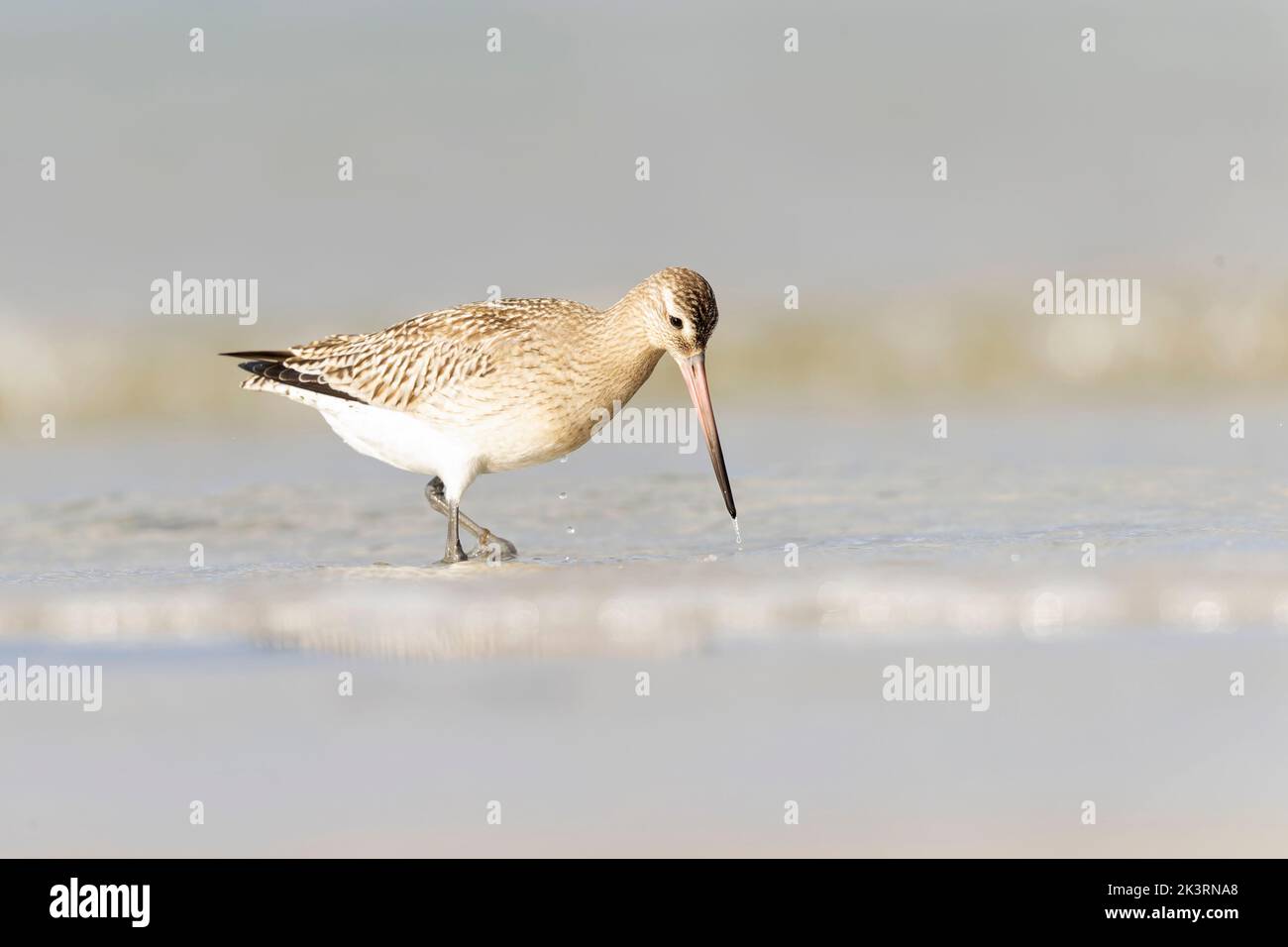 A bar-tailed godwit (Limosa lapponica) foraging during fall migration ...