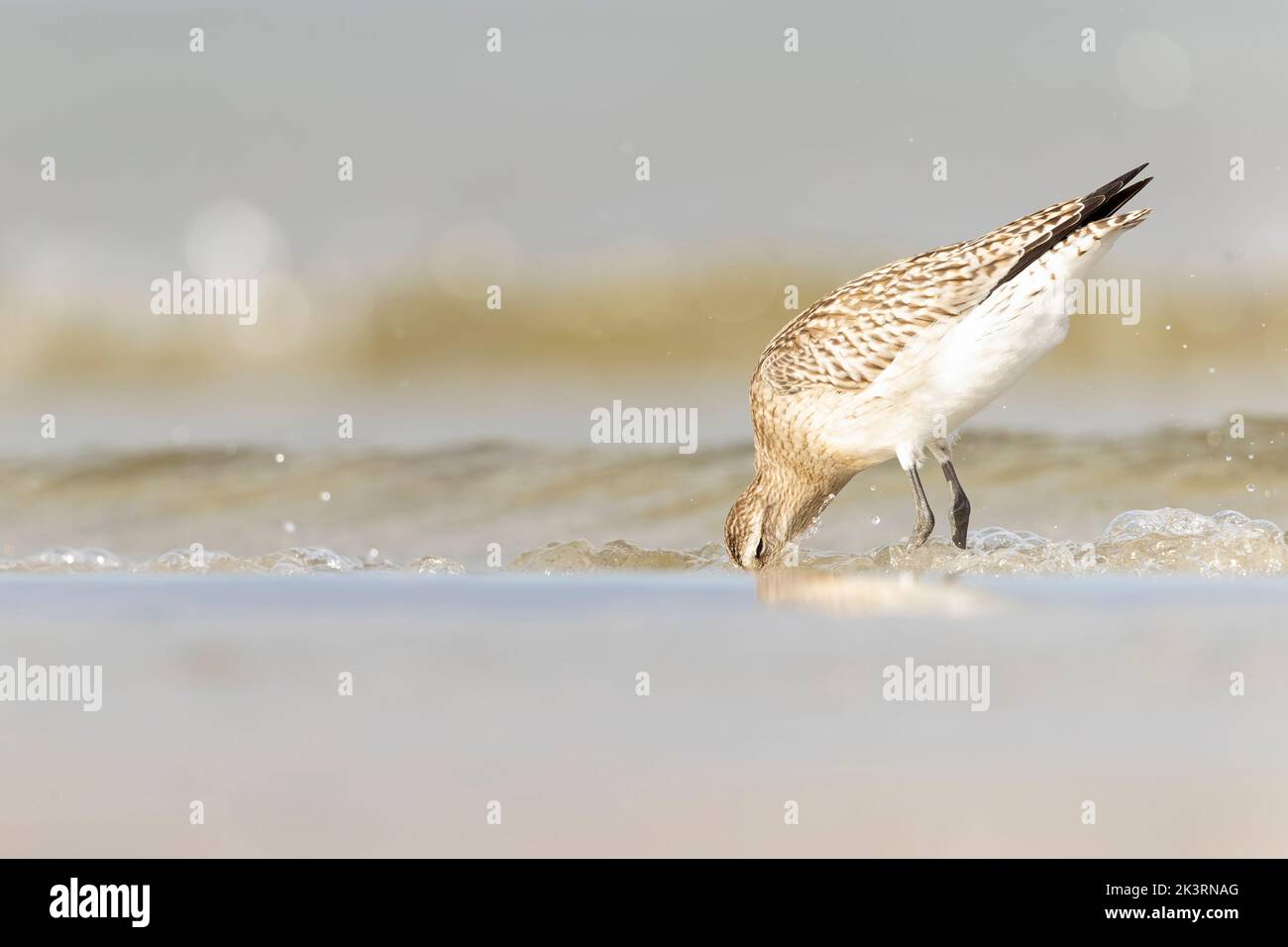 A bar-tailed godwit (Limosa lapponica) foraging during fall migration ...