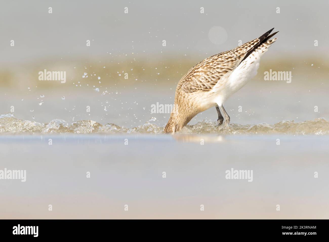 A bar-tailed godwit (Limosa lapponica) foraging during fall migration ...