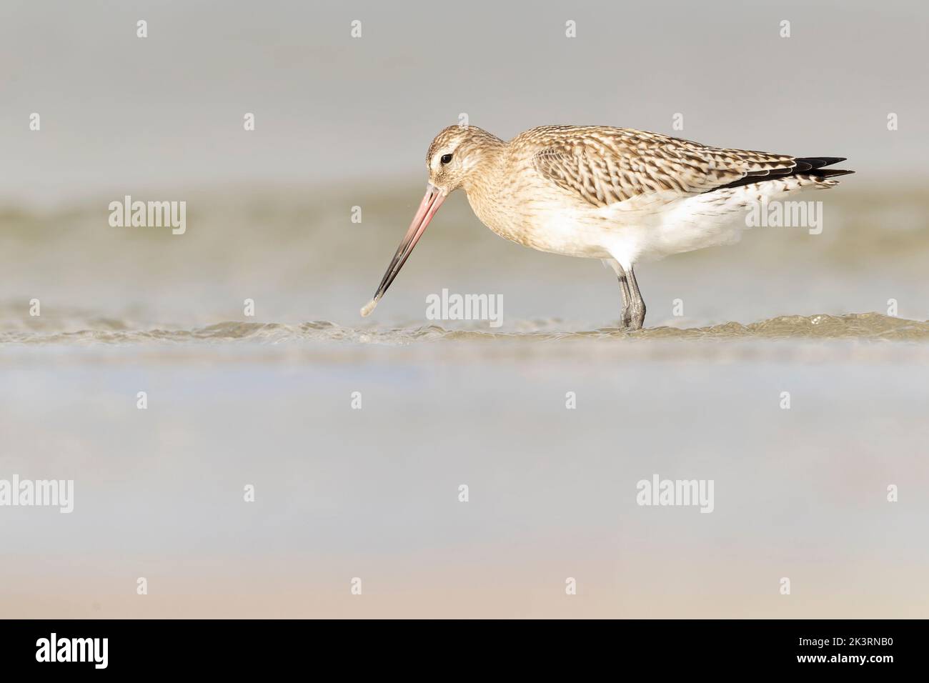 A bar-tailed godwit (Limosa lapponica) foraging during fall migration ...
