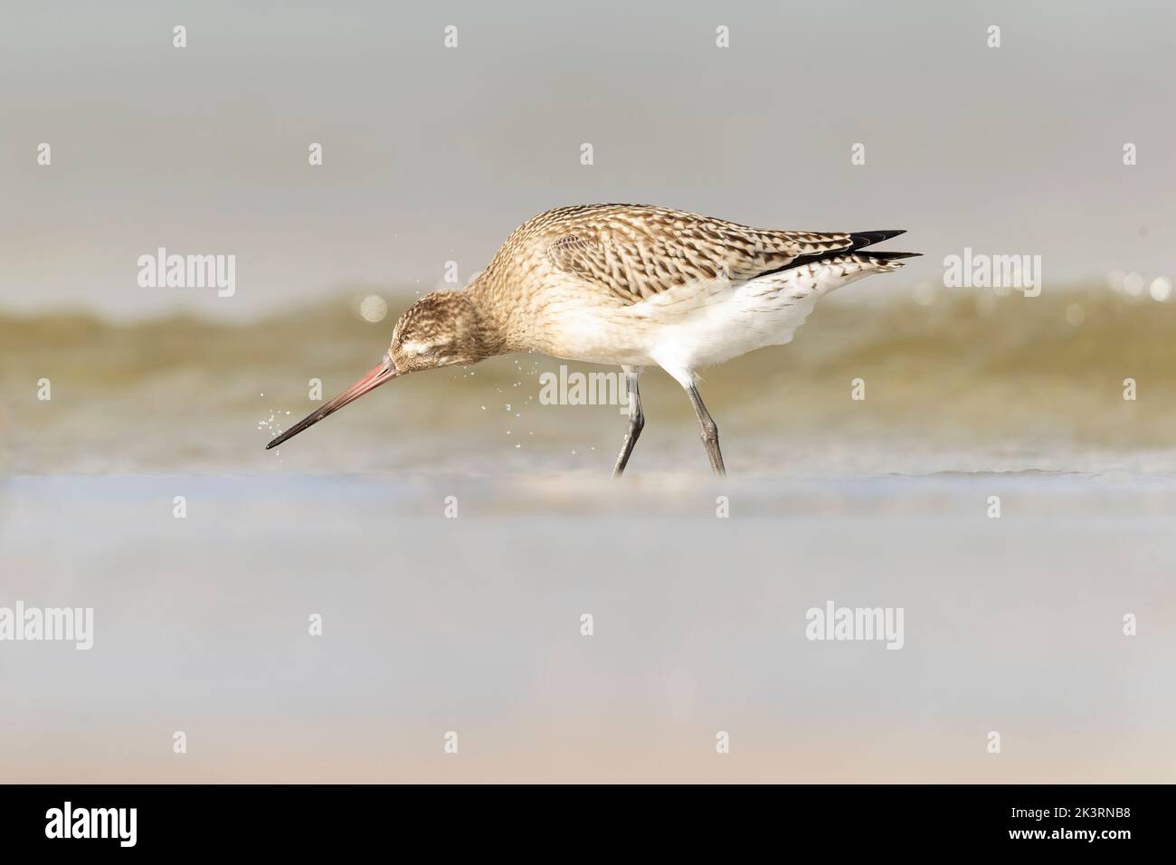 A bar-tailed godwit (Limosa lapponica) foraging during fall migration ...