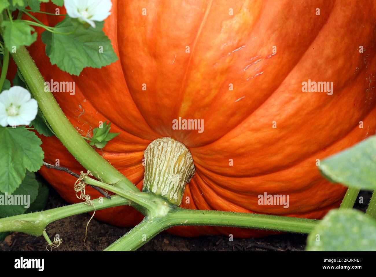 Dills Atlantic Giant pumpkin variety. Close-up image of orange ribbed ...