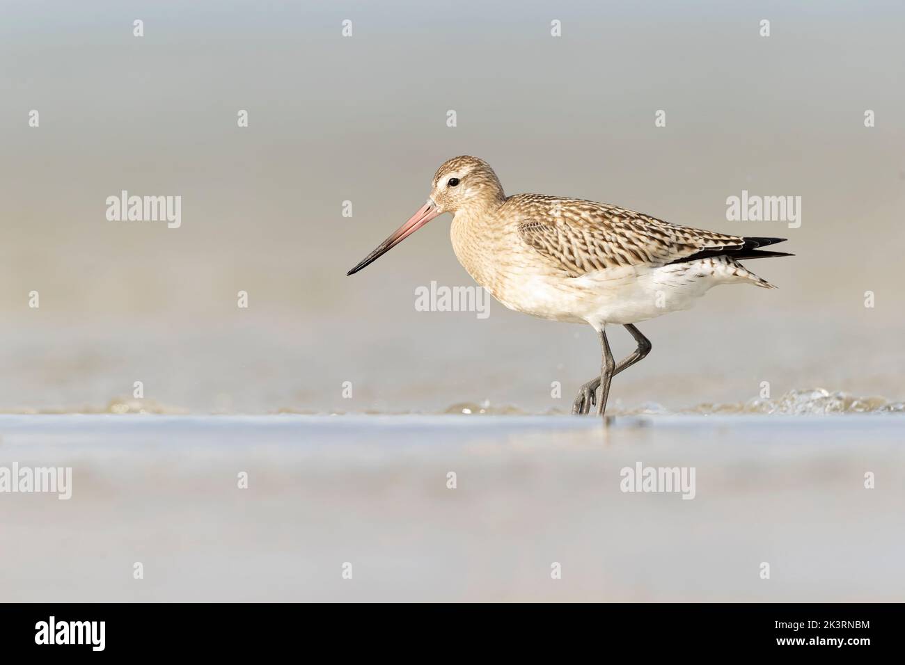 A bar-tailed godwit (Limosa lapponica) foraging during fall migration ...