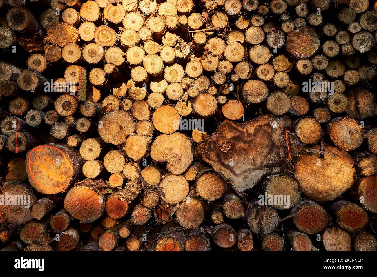 large brown tree logs in a forest Stock Photo - Alamy