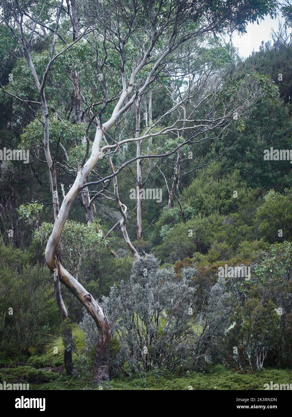 Moss and lichen covered trees in Tasmania. At the Cradle Mountain ...