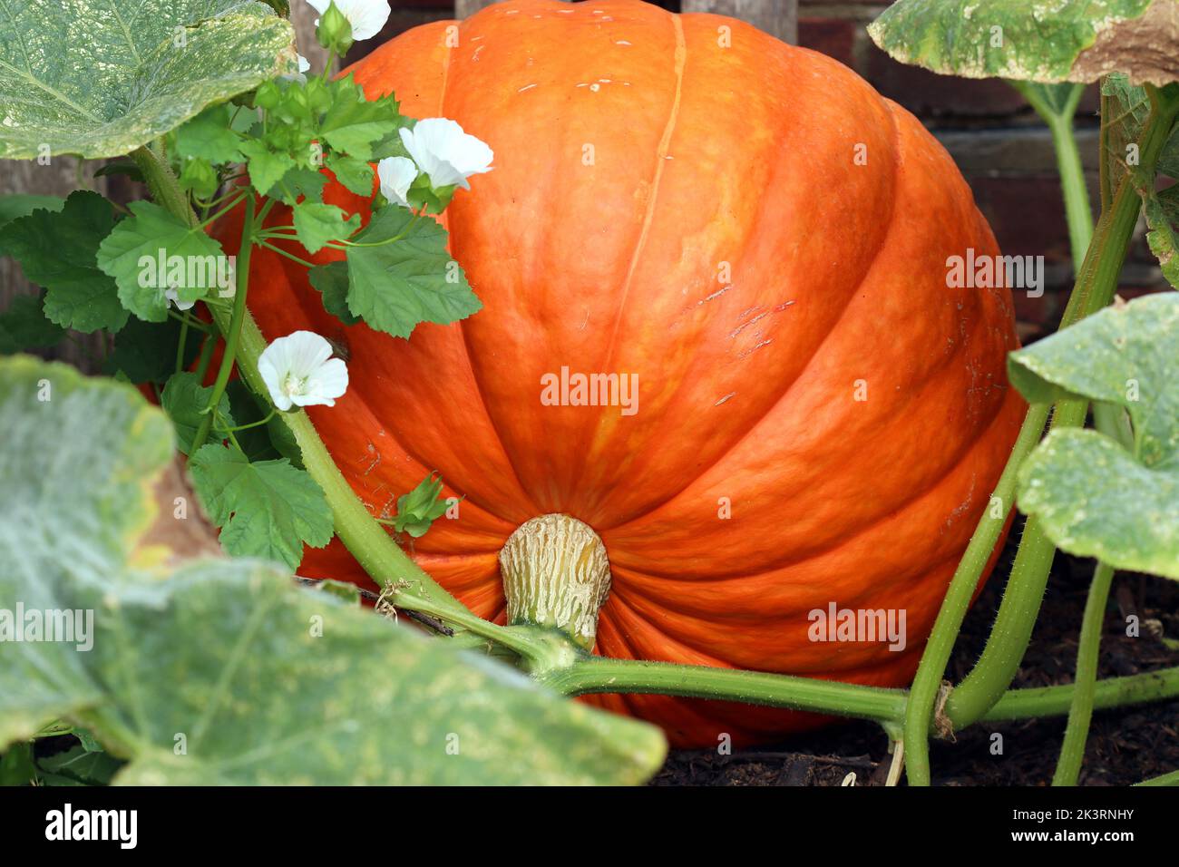 Dills Atlantic Giant pumpkin variety. Close-up image of orange ribbed ...