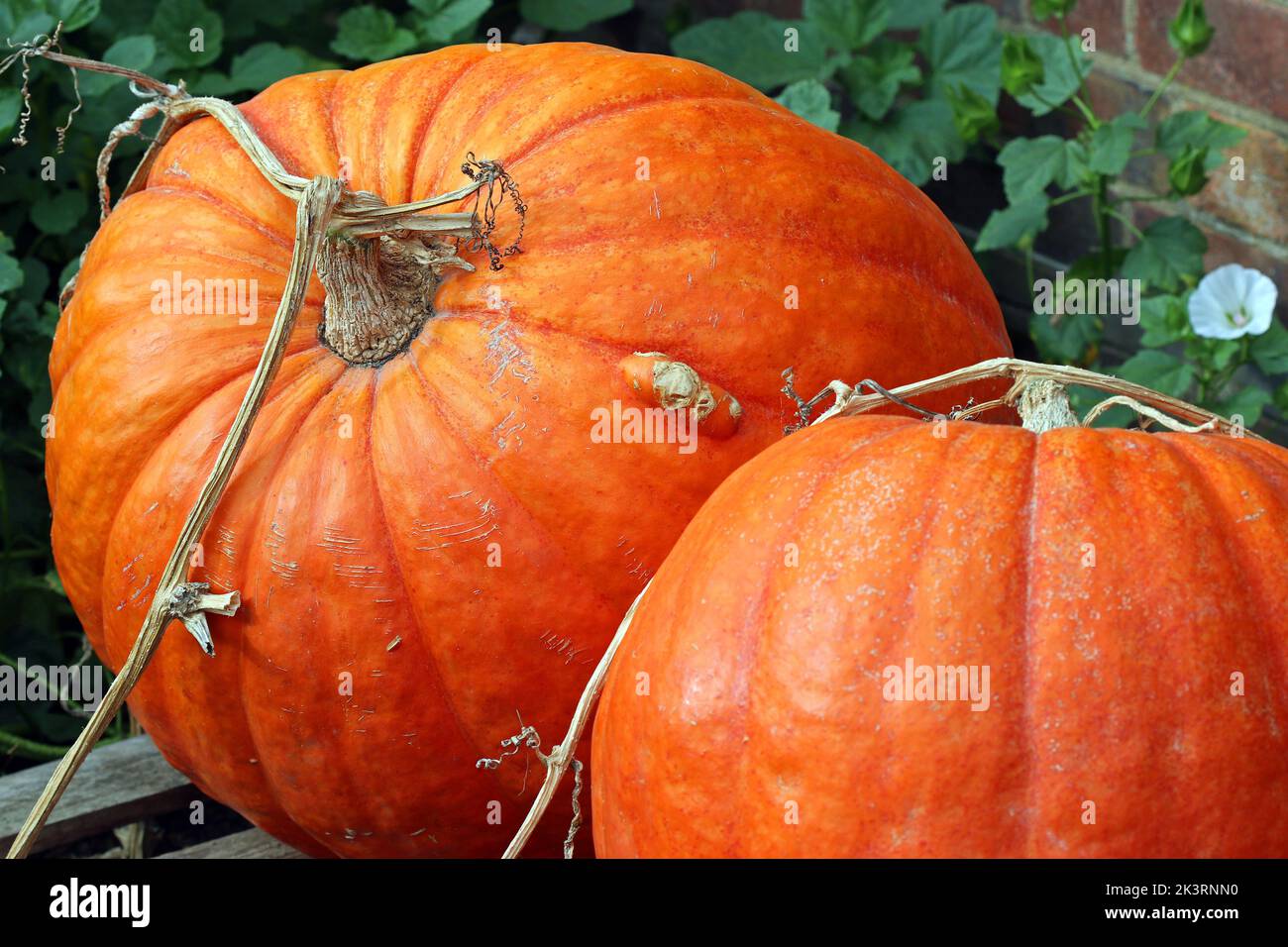 Grand daddy of giant pumpkins hi-res stock photography and images - Alamy