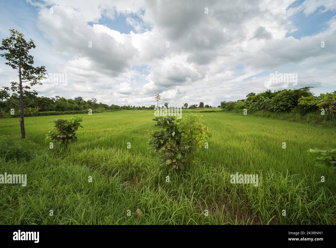 Isaan rice fields hi-res stock photography and images - Alamy