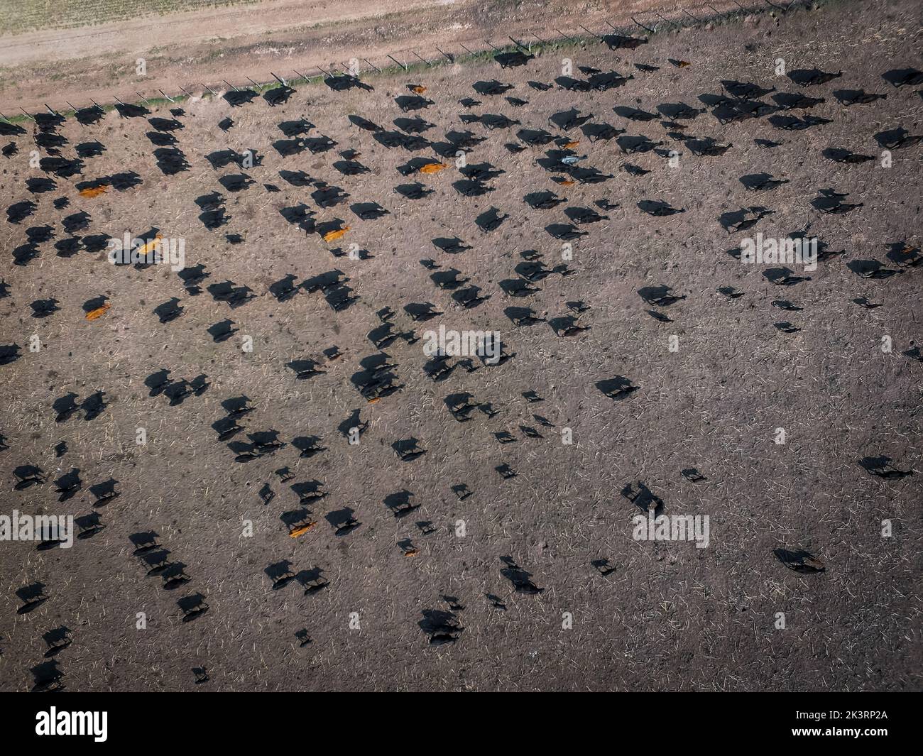 Cows raised with natural pastures, meat production in the Argentine ...