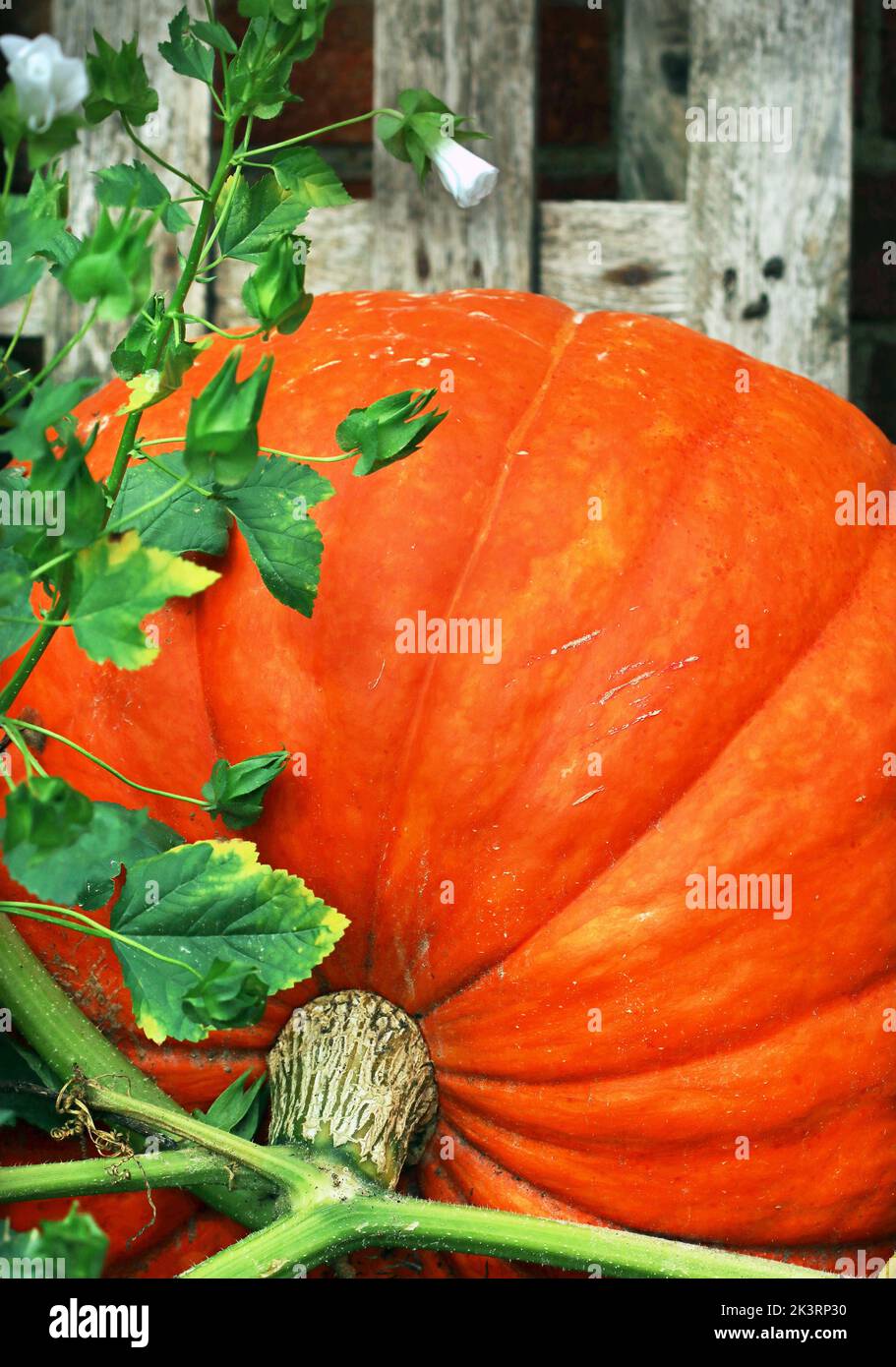 Dills Atlantic Giant pumpkin variety. Close-up image of orange ribbed ...