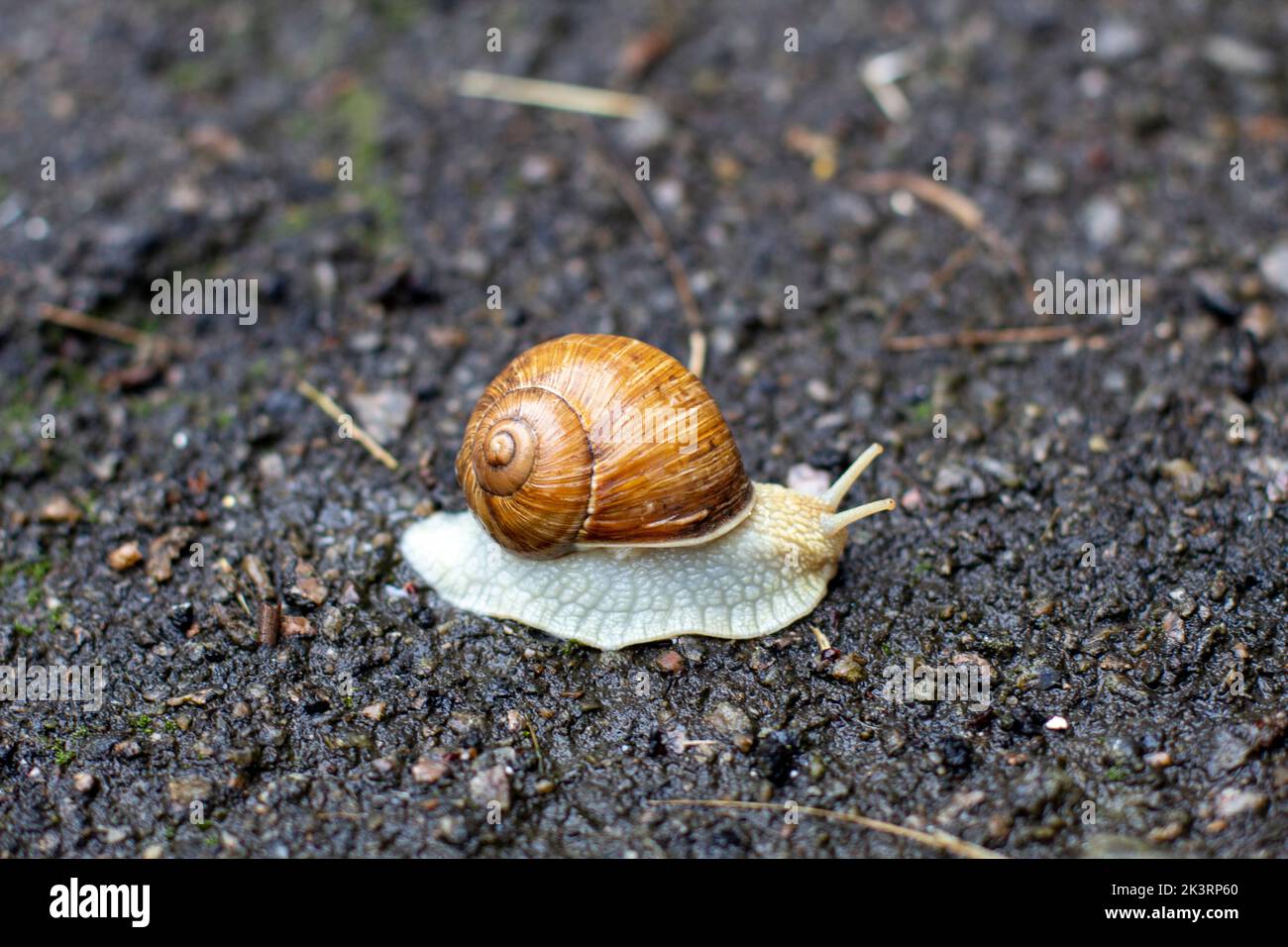 Snail close up. cochlea Stock Photo - Alamy