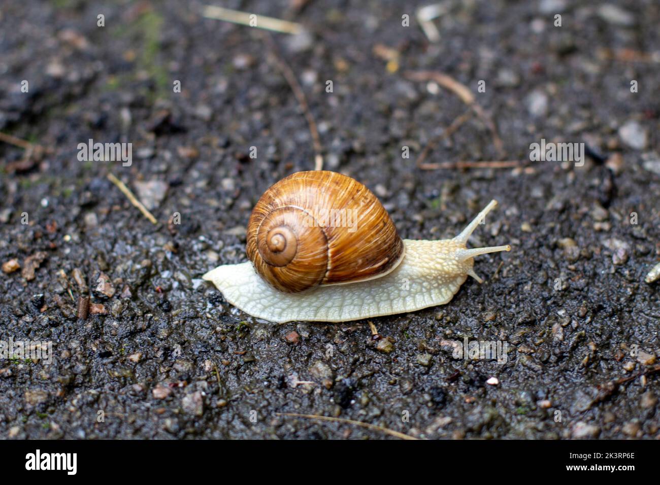Cochlea macro hi-res stock photography and images - Alamy