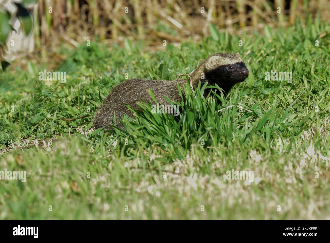 Grison hi-res stock photography and images - Alamy