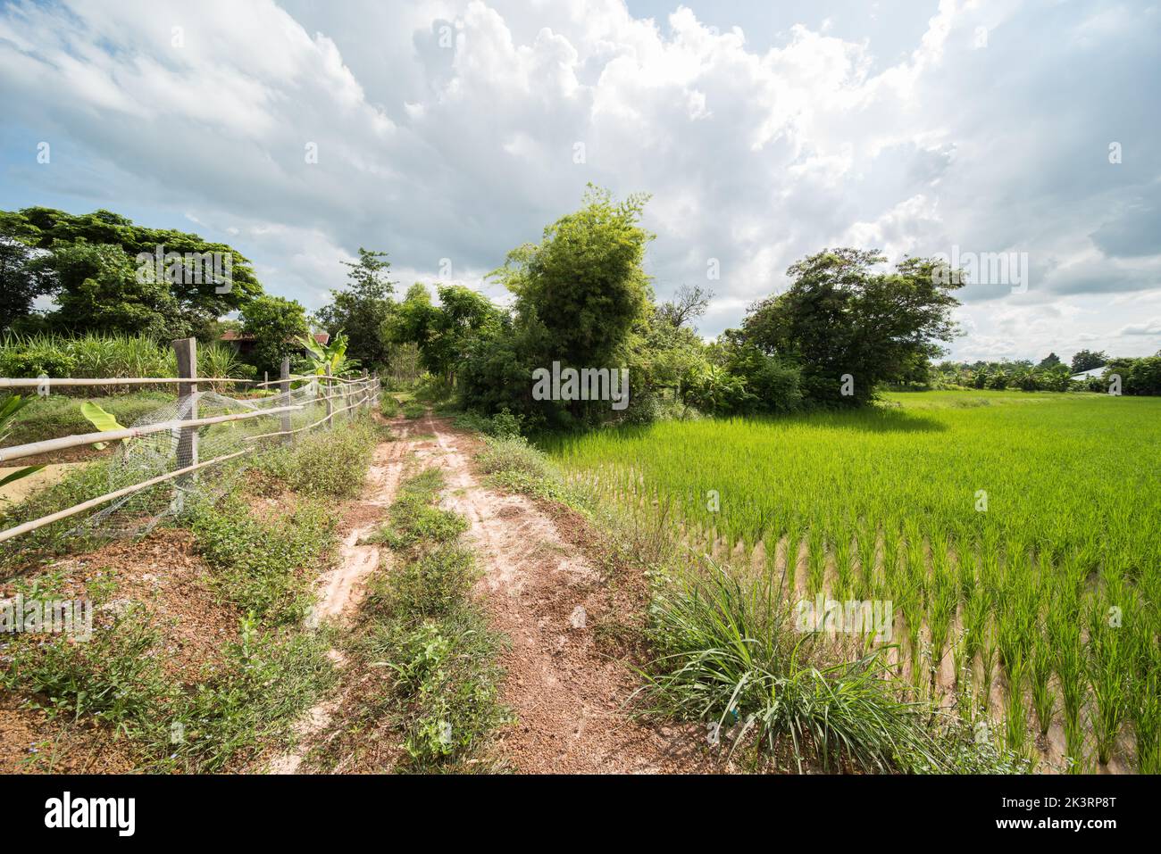 rice fields in isaan thailand in udon thani province Stock Photo - Alamy