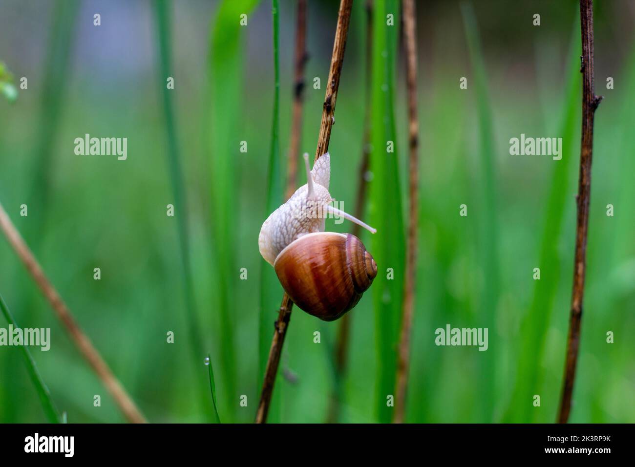 Snail close up. cochlea Stock Photo - Alamy