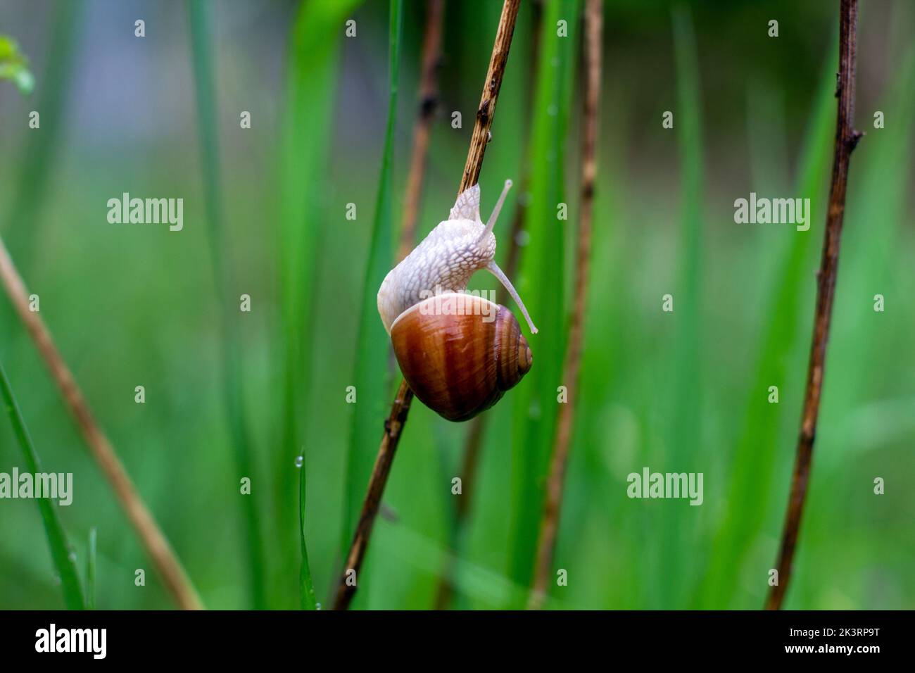 Close up cochlea hi-res stock photography and images - Alamy