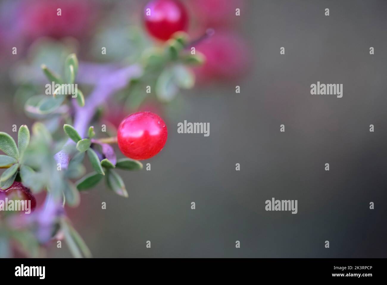 Wild fruits in Calden Forest environement, Piquillin, Condalia ...