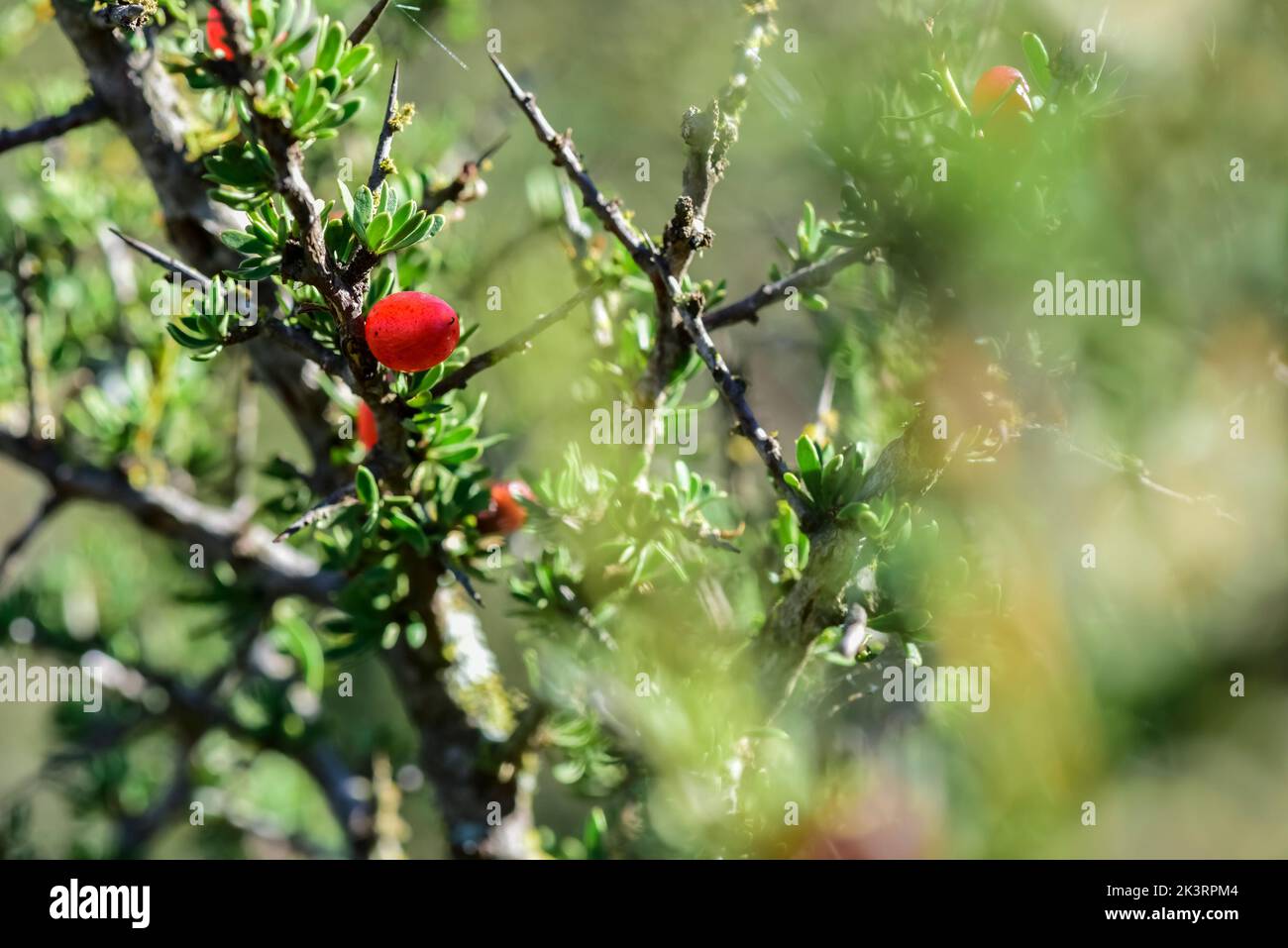 Wild fruits in Calden Forest environement, Piquillin, Condalia ...
