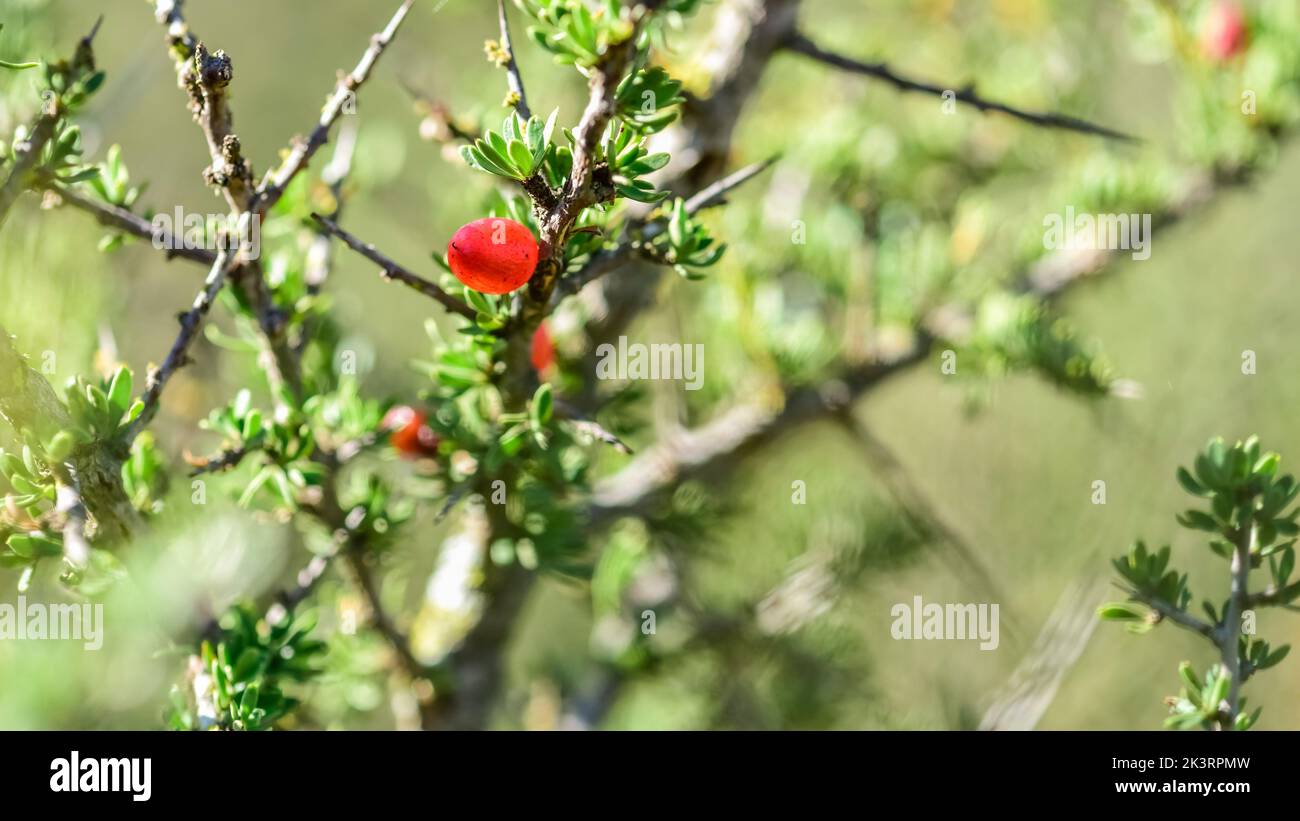 Wild fruits in Calden Forest environement, Piquillin, Condalia ...
