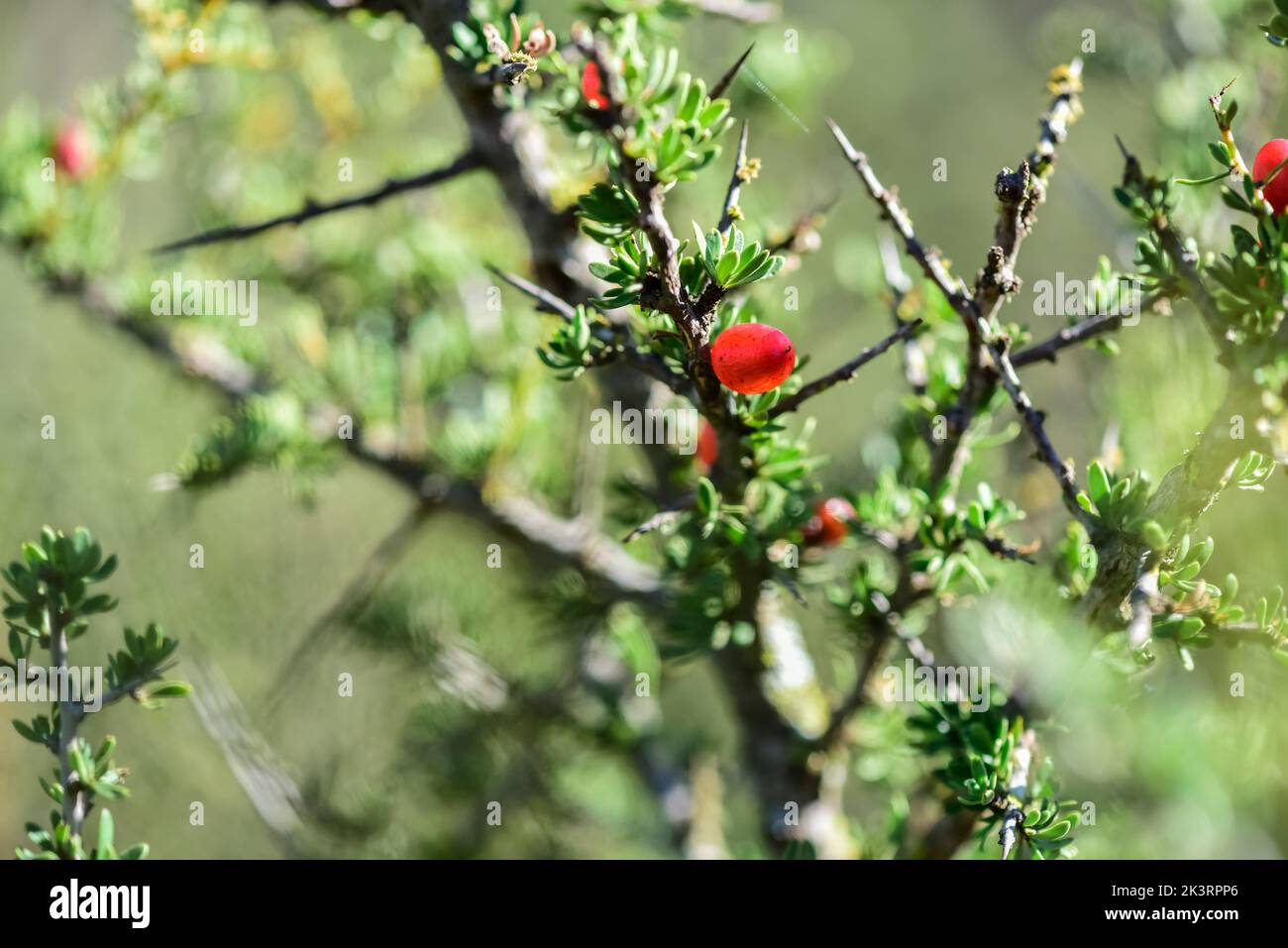 Wild fruits in Calden Forest environement, Piquillin, Condalia ...