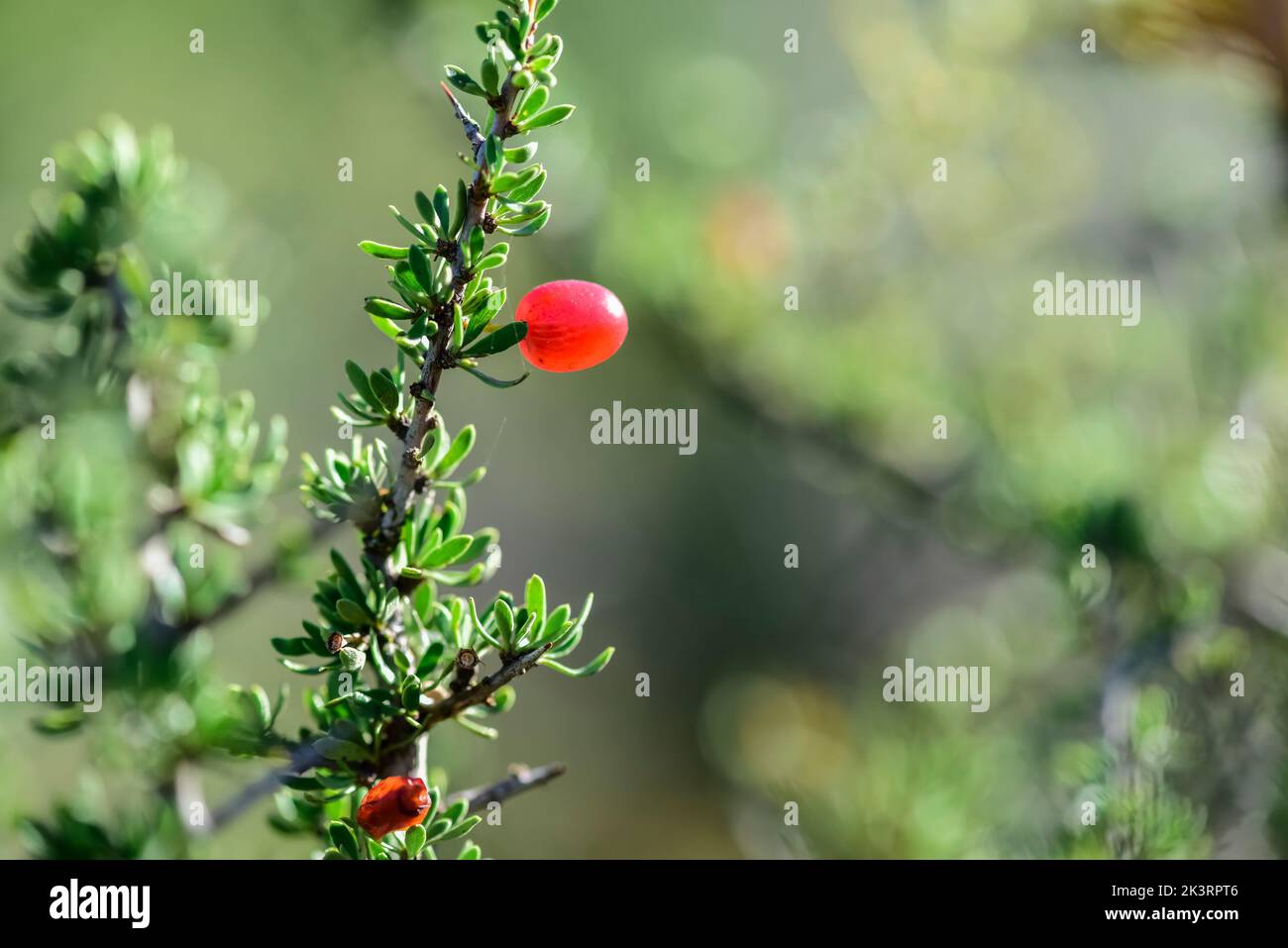 Wild fruits in Calden Forest environement, Piquillin, Condalia ...