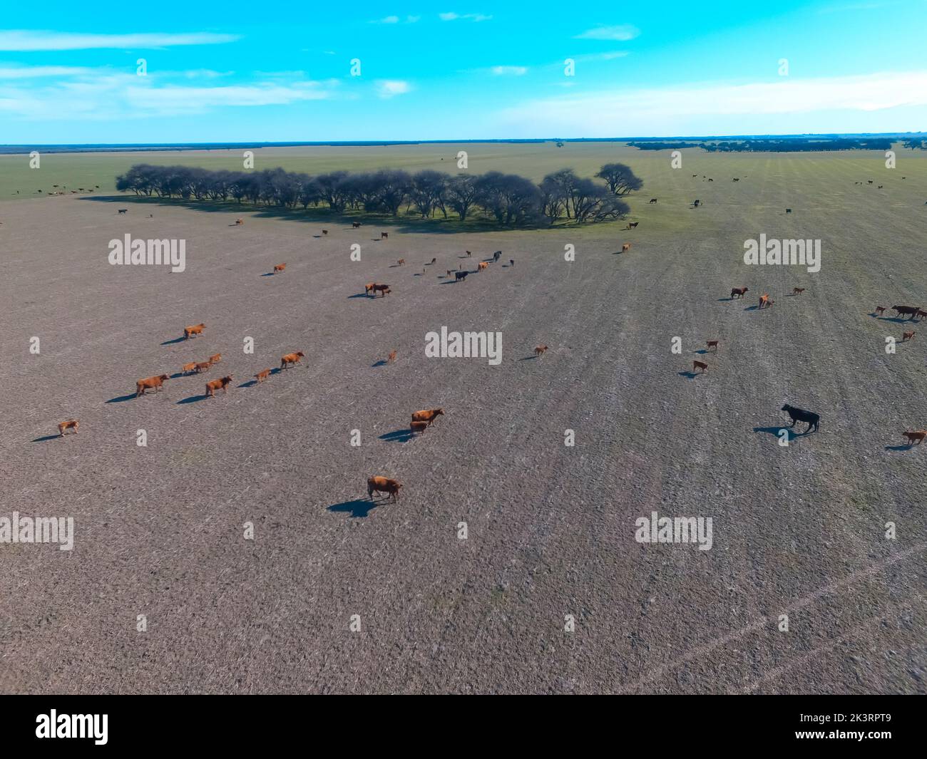 Cows raised with natural pastures, meat production in the Argentine ...