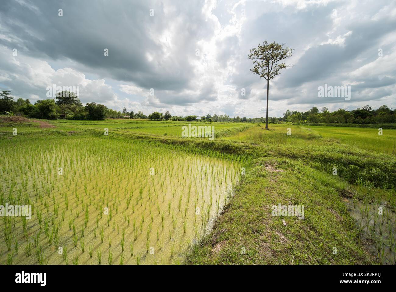 rice fields in isaan thailand in udon thani province Stock Photo - Alamy