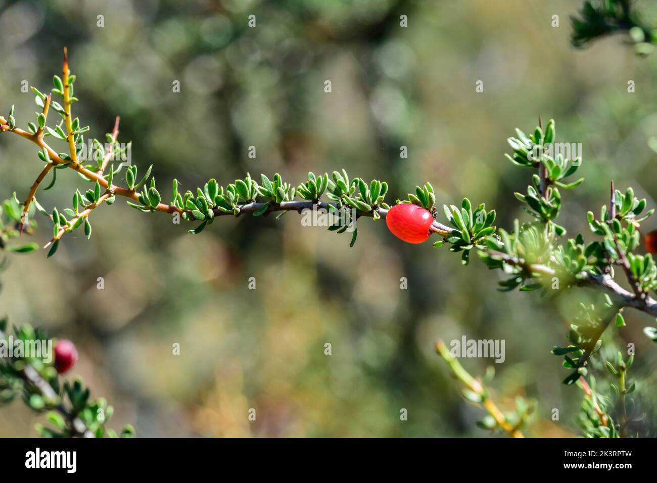 Wild fruits in Calden Forest environement, Piquillin, Condalia ...