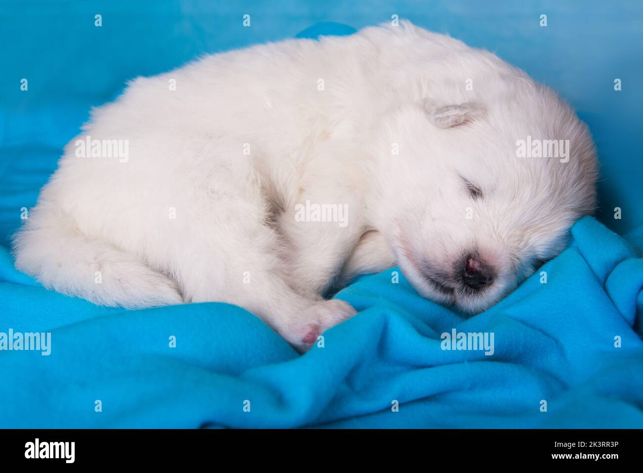 White fluffy small Samoyed puppy dog is sleeping on blue Stock Photo ...