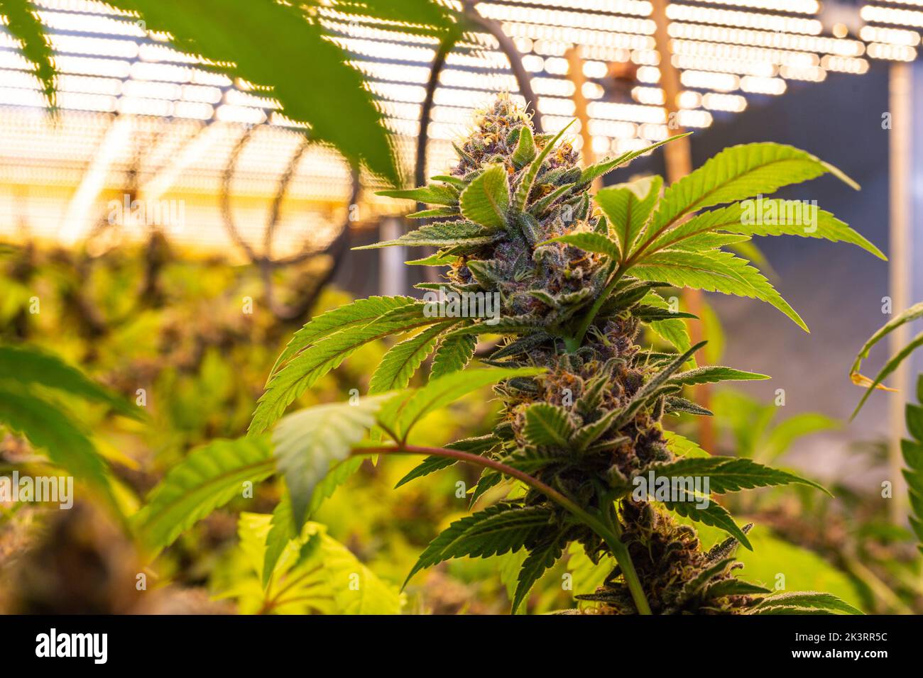 Marijuana grow room hi-res stock photography and images - Alamy