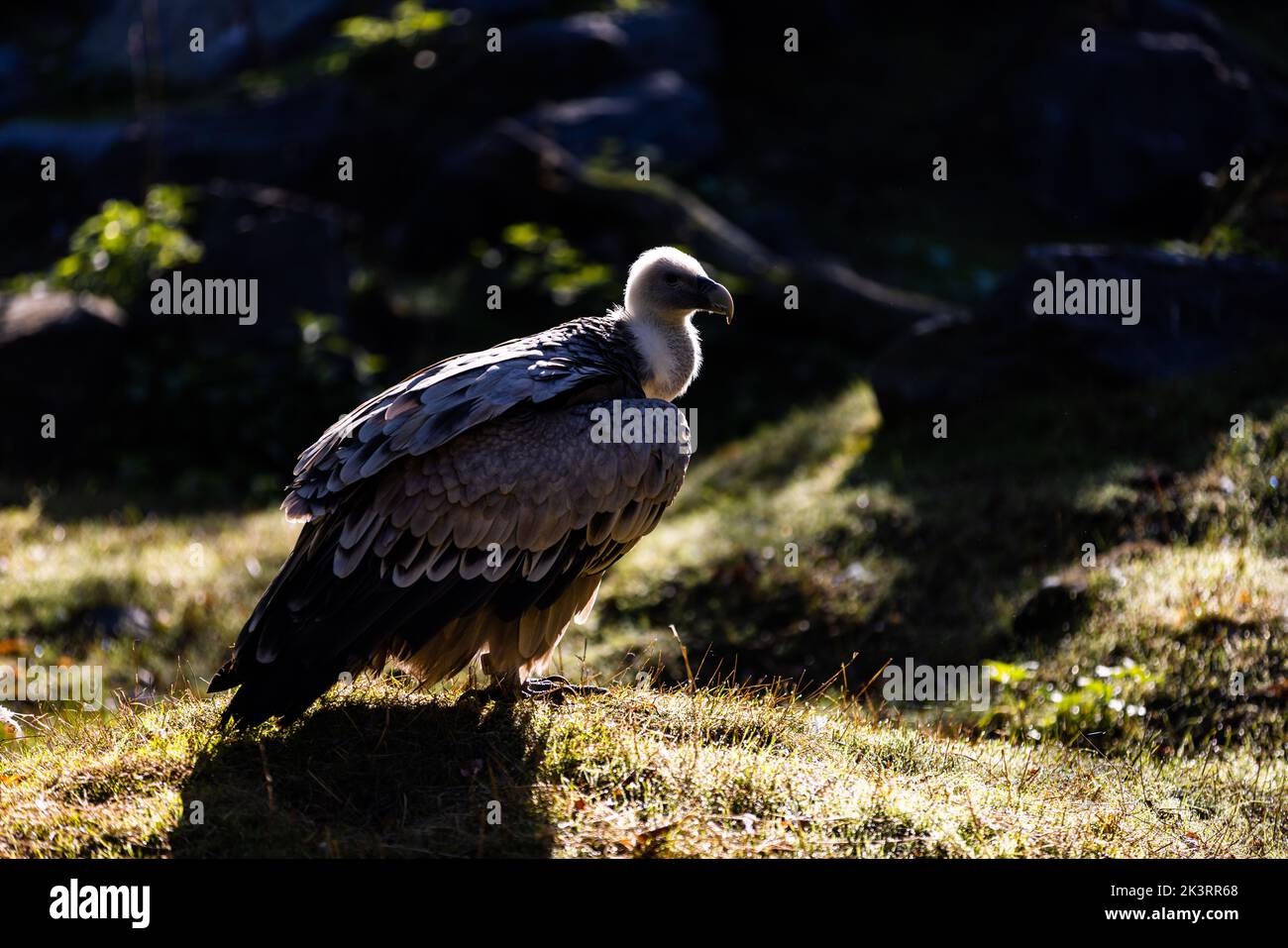 Portrait of a griffon vulture in the forest during sunrise Stock Photo ...