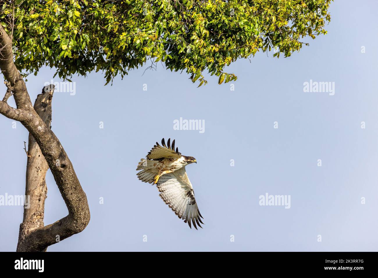 An adult Auger buzzard takes off from a tree on the Masai Mara and ...
