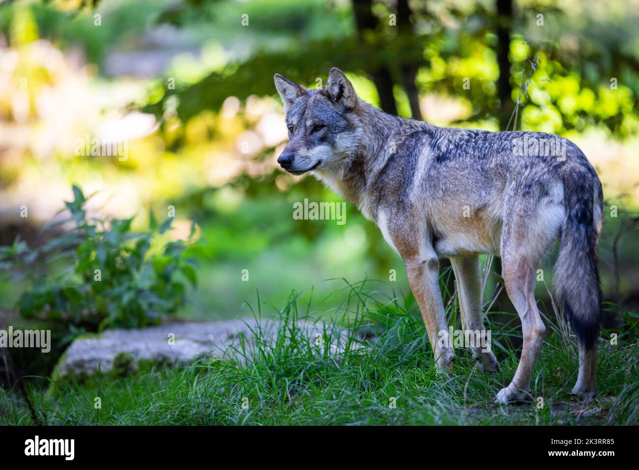 Portrait of a gray wolf in the forest Stock Photo - Alamy