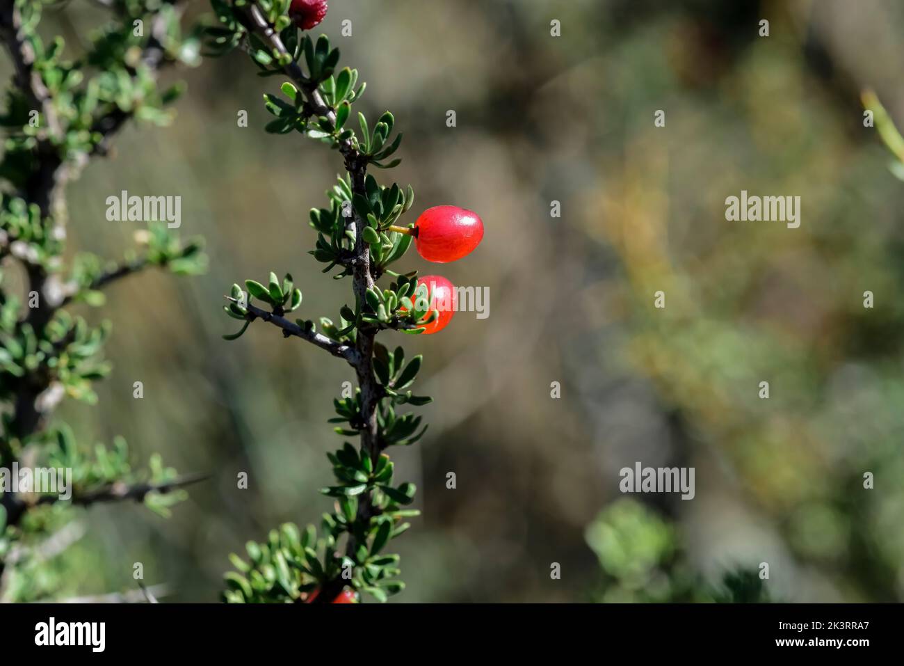 Wild fruits in Calden Forest environement, Piquillin, Condalia ...