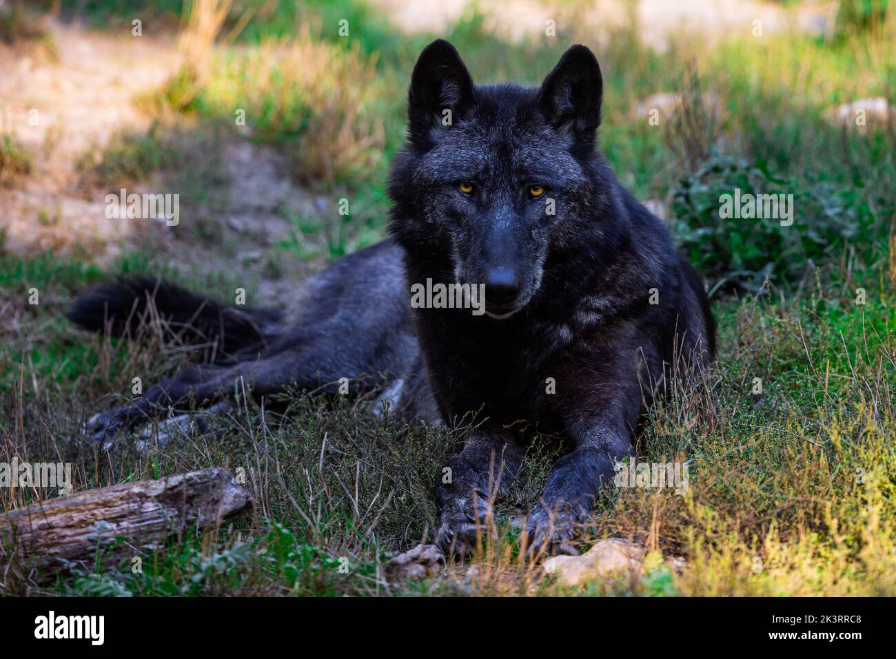Timberwolf eyes hi-res stock photography and images - Alamy