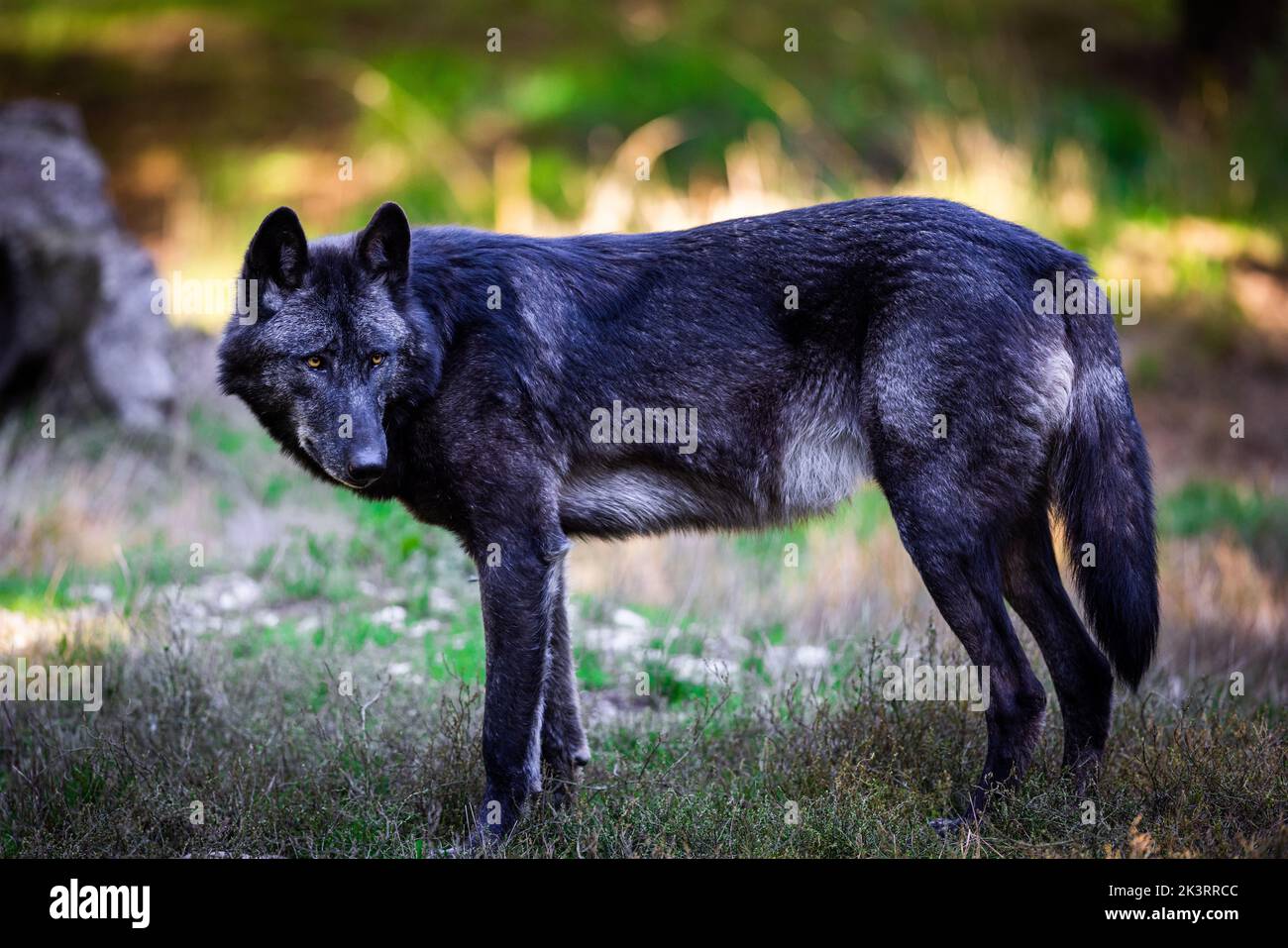 Portrait of a black wolf or timberwolf in the forest Stock Photo - Alamy