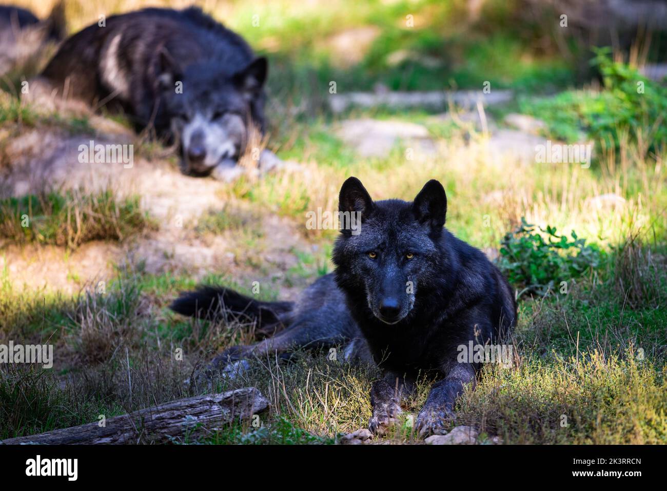 Timberwolf eyes hi-res stock photography and images - Alamy