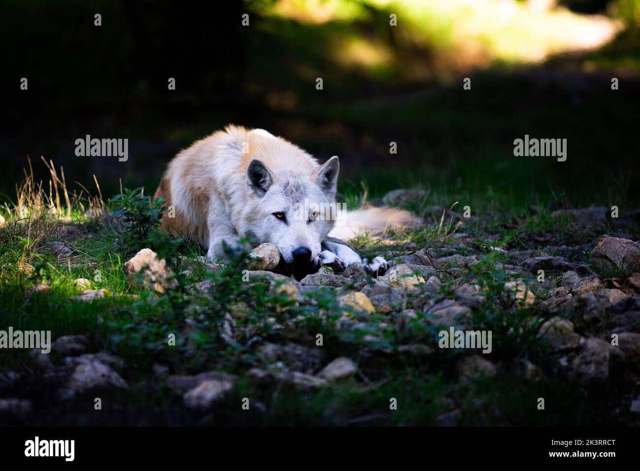 Timberwolf eyes hi-res stock photography and images - Alamy