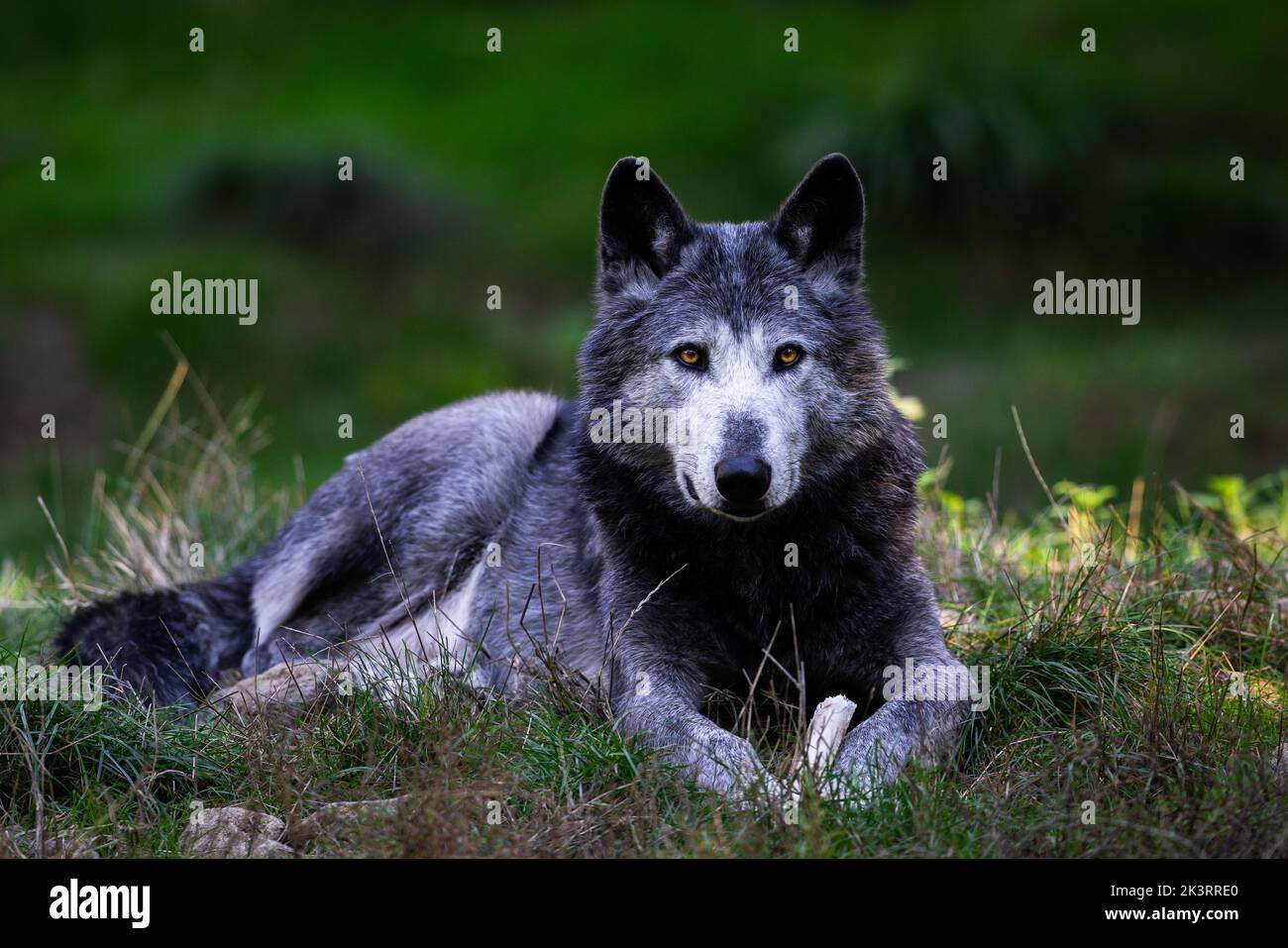 Timberwolf eyes hi-res stock photography and images - Alamy