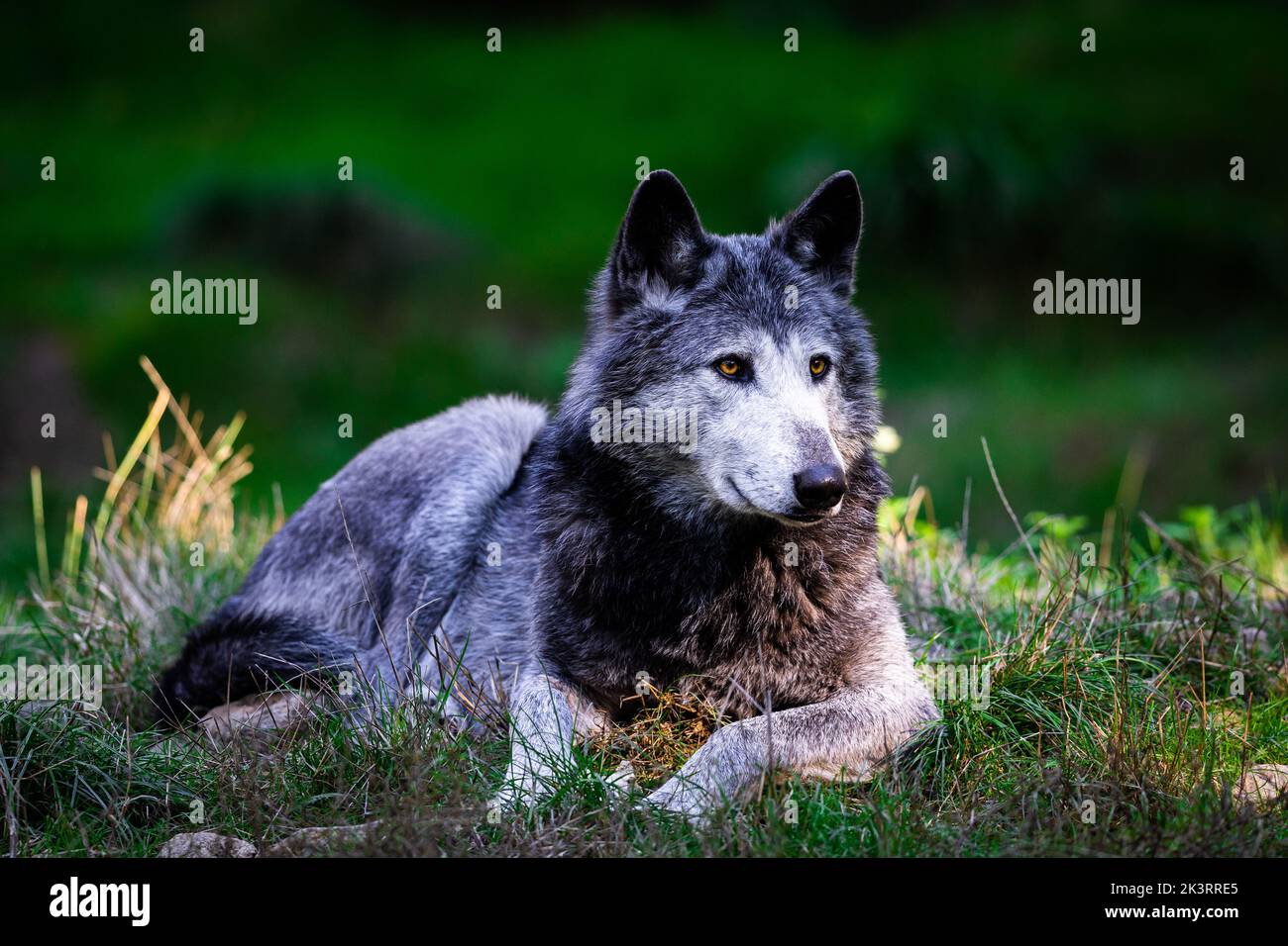 Timberwolf eyes hi-res stock photography and images - Alamy