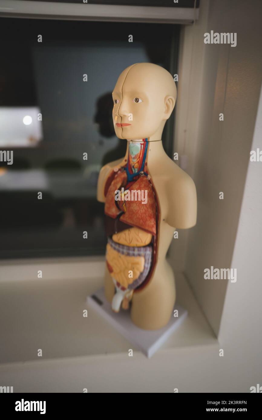 Anatomy figure from an ambulance station Stock Photo - Alamy