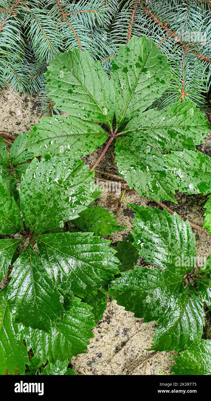 Green plants. Spruce leaves and branches cover a large surface area ...